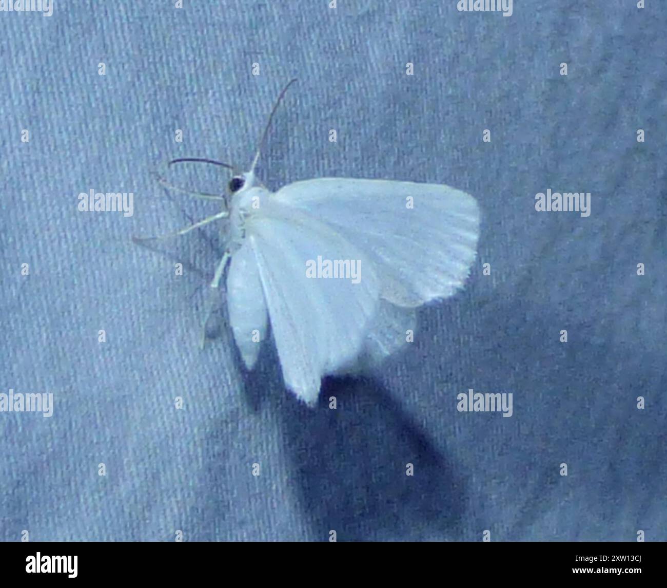 White Spring Moth (Lomographa vestaliata) Insecta Stock Photo - Alamy