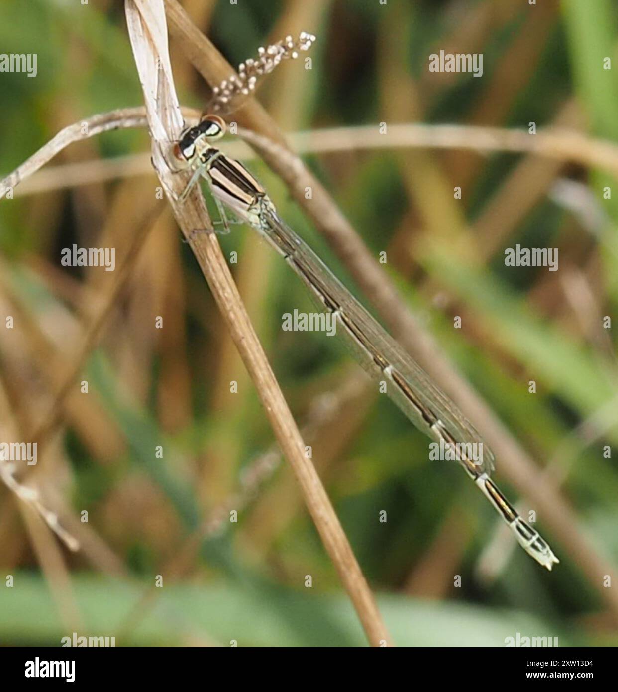 Big Bluet (Enallagma durum) Insecta Stock Photo - Alamy