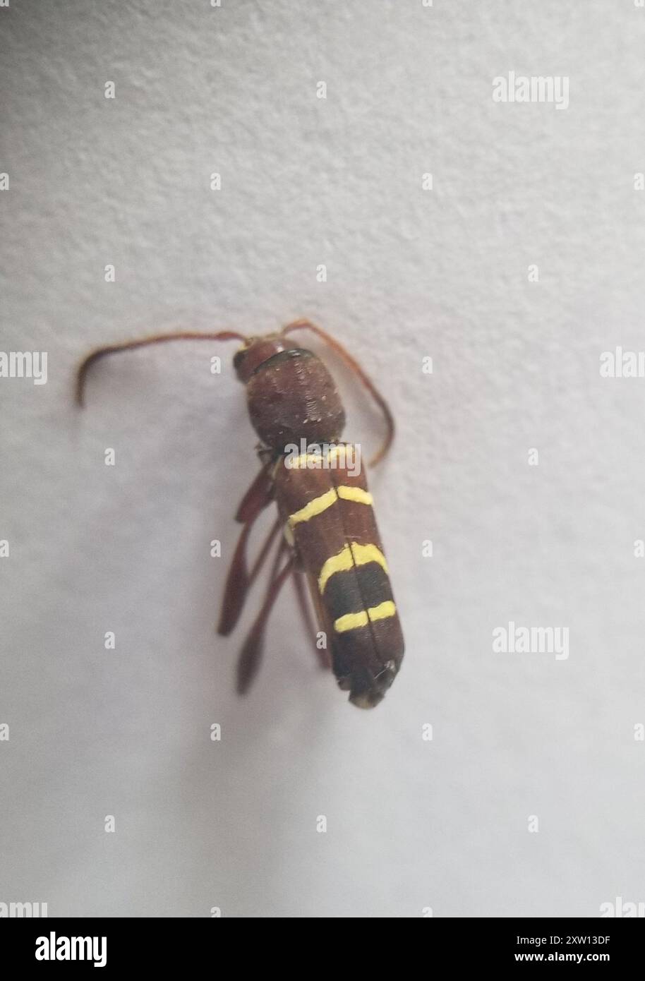 Red-headed Ash Borer (Neoclytus acuminatus) Insecta Stock Photo - Alamy