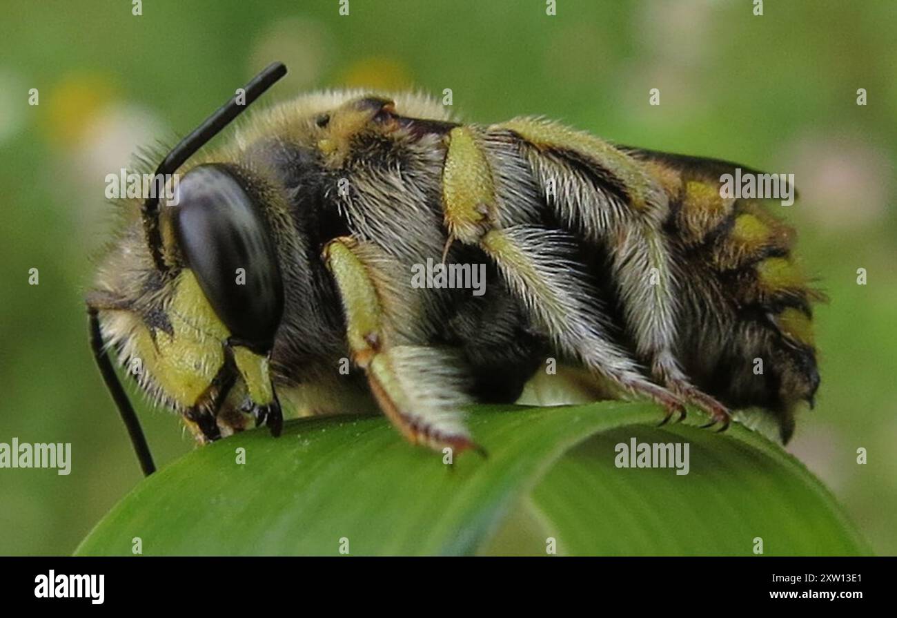 European Woolcarder Bee (Anthidium manicatum) Insecta Stock Photo - Alamy