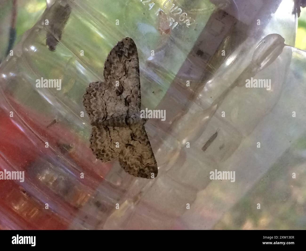 Brown-shaded Gray (Iridopsis defectaria) Insecta Stock Photo - Alamy