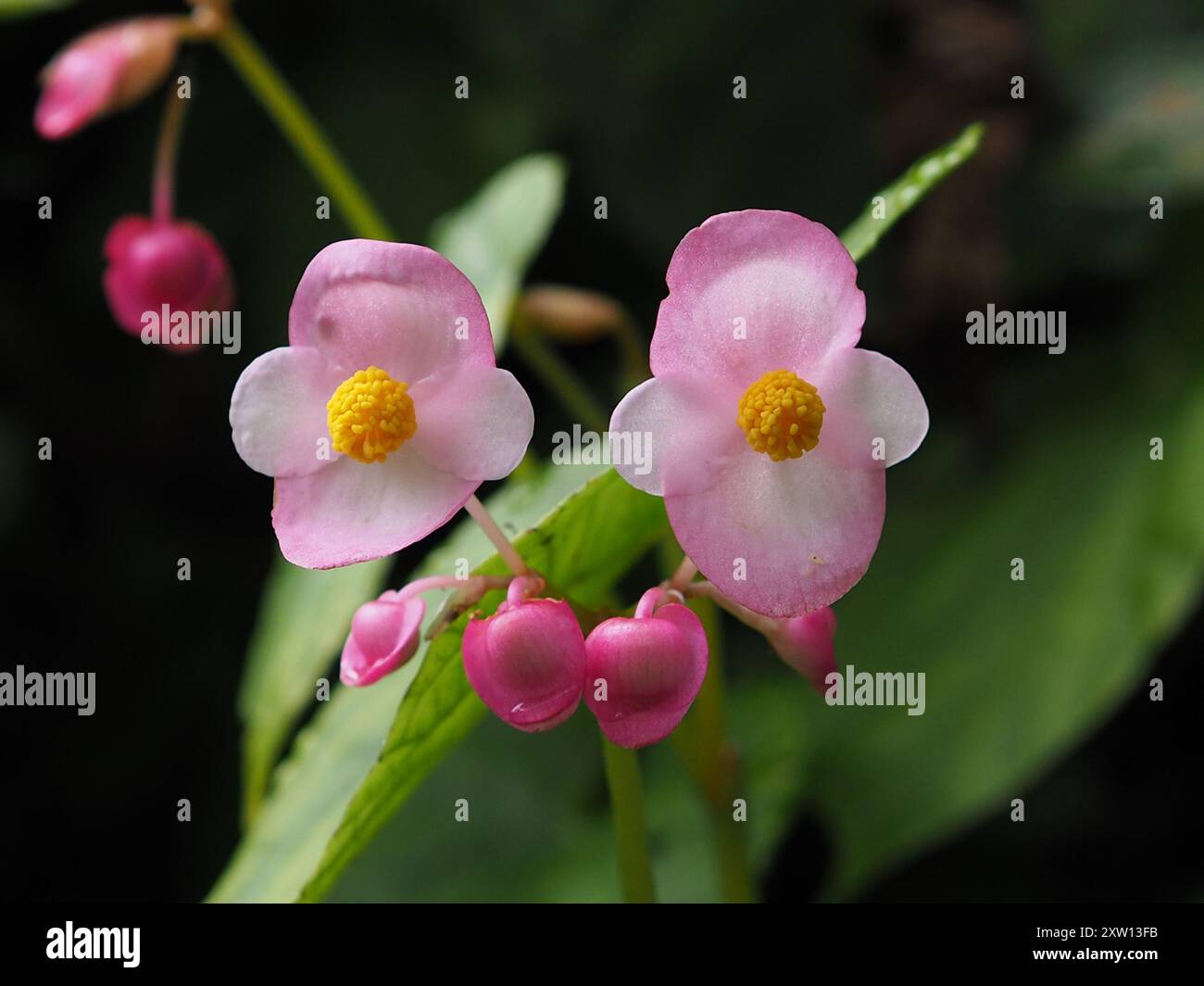 Formosana begonia (Begonia formosana) Plantae Stock Photo - Alamy
