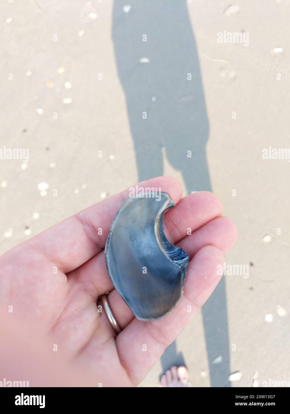 Shark Eye (Neverita duplicata) Mollusca Stock Photo - Alamy