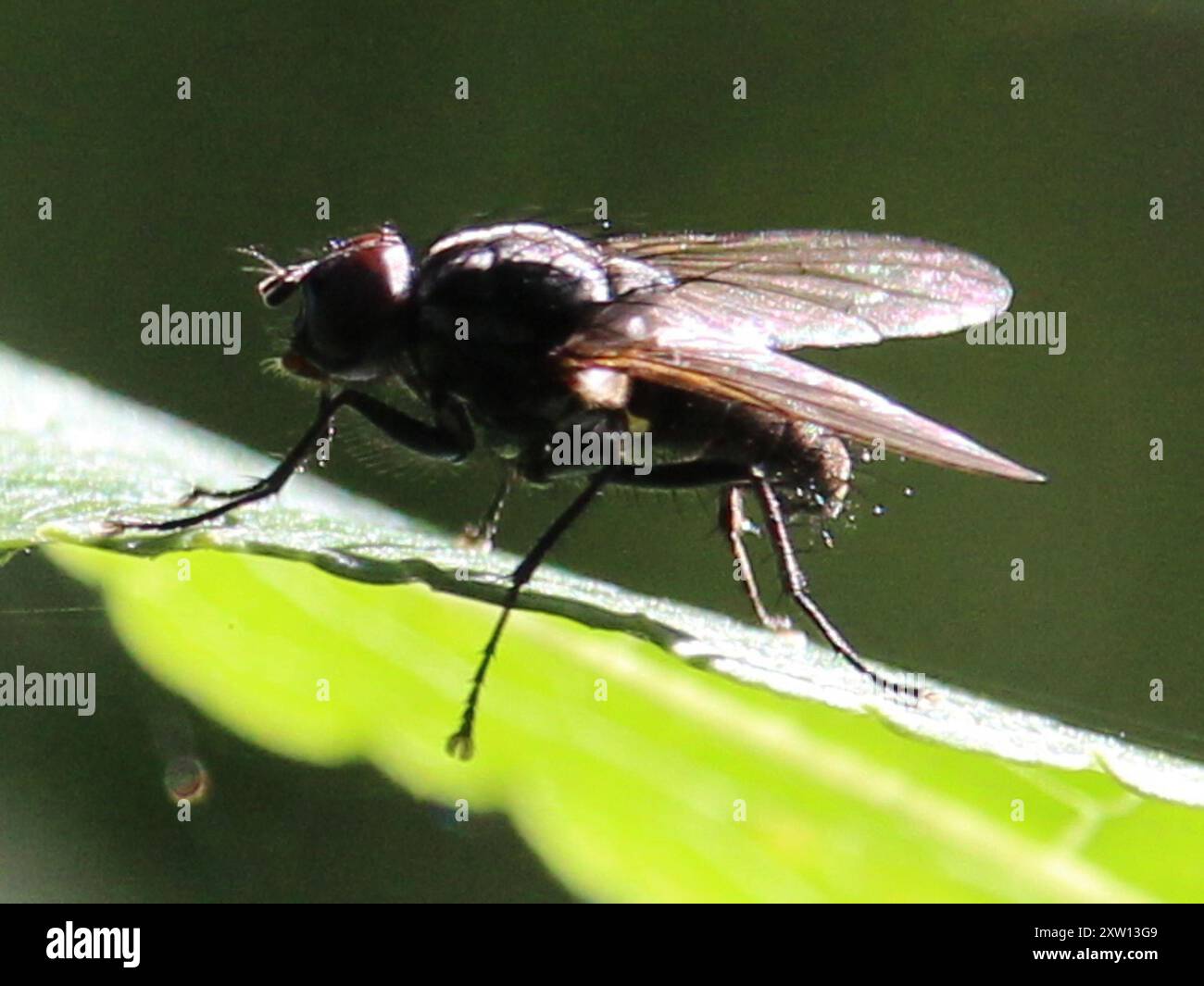 Muscoid Flies (Muscoidea) Insecta Stock Photo - Alamy