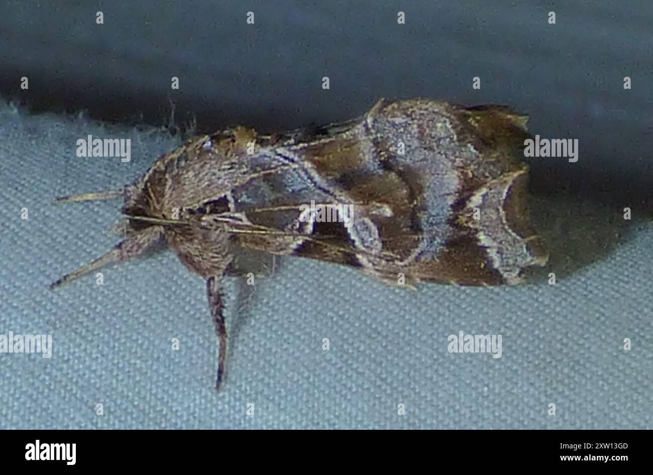 Florida Fern Moth (Callopistria floridensis) Insecta Stock Photo - Alamy