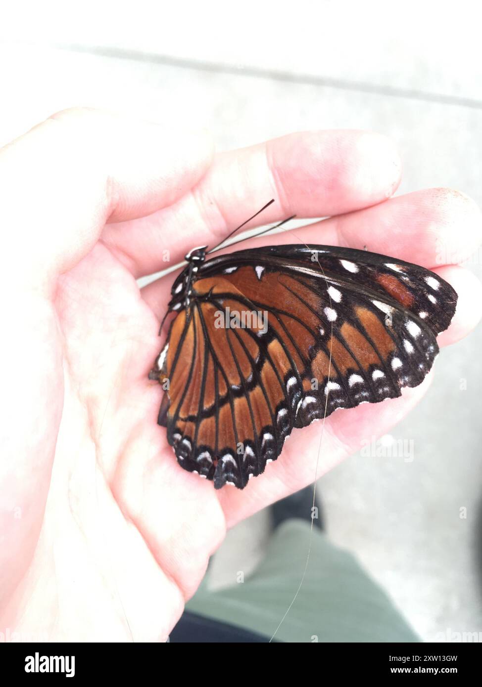 Viceroy (Limenitis archippus) Insecta Stock Photo - Alamy