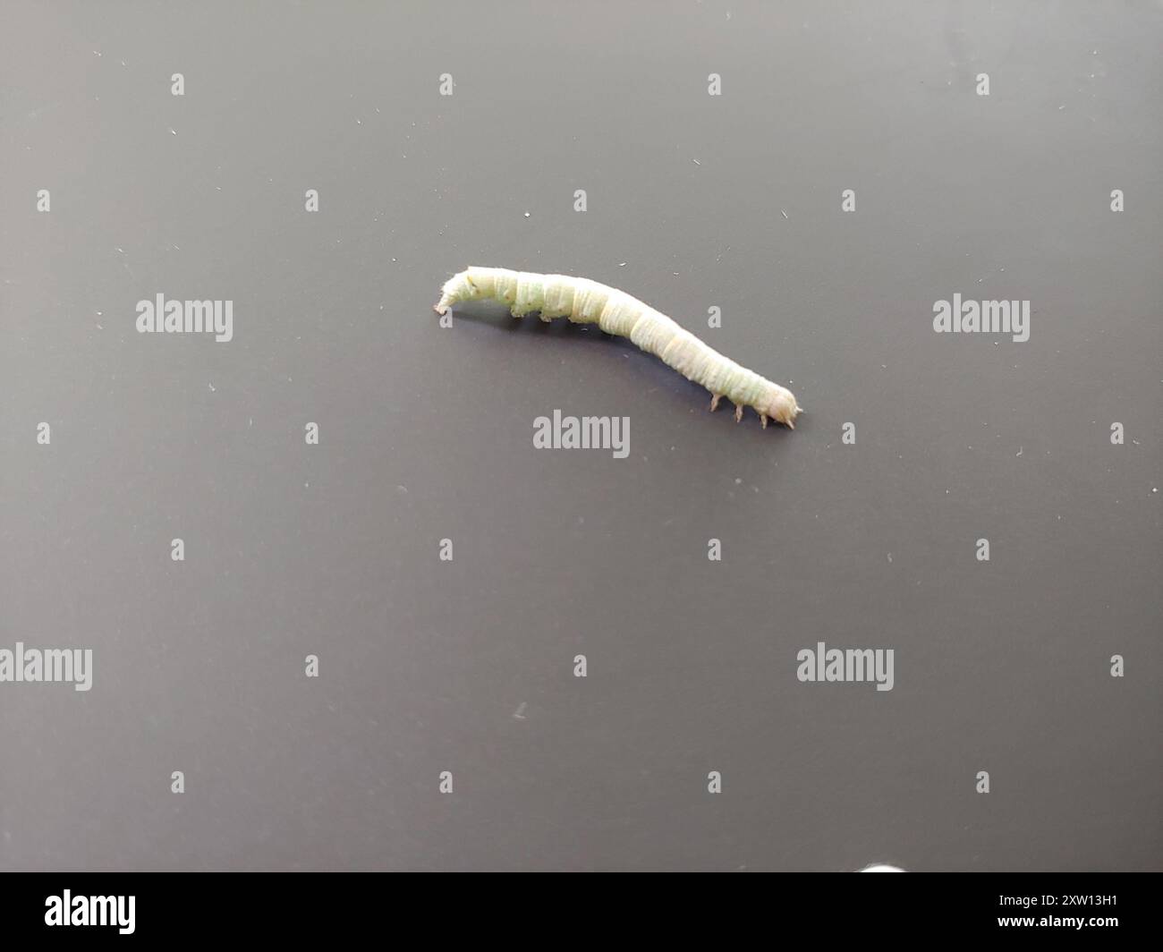 Maple Looper Moth (Parallelia bistriaris) Insecta Stock Photo - Alamy