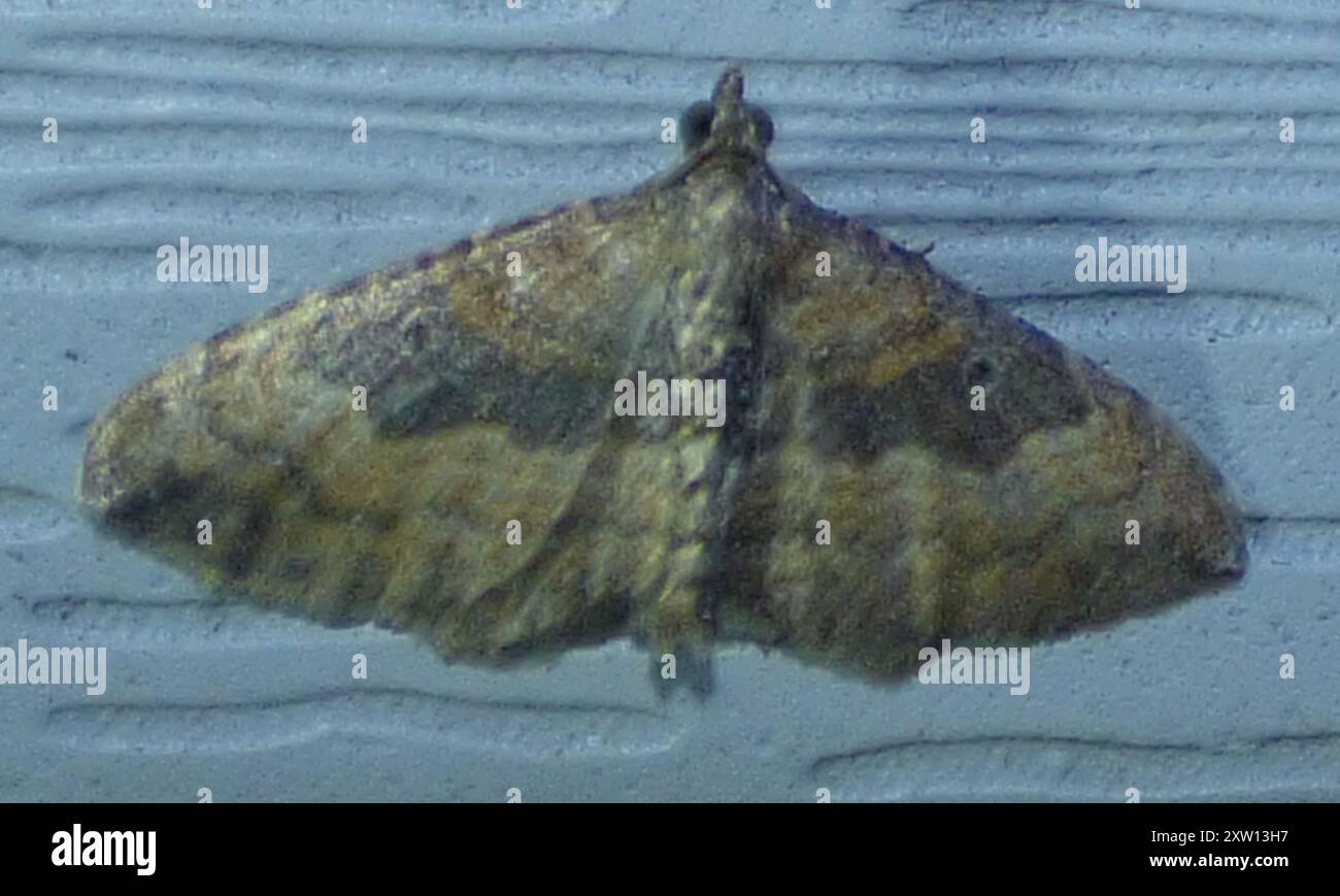 Gem Moth (Orthonama obstipata) Insecta Stock Photo - Alamy