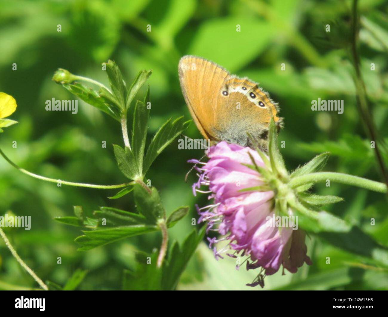 Alpine Heath (Coenonympha gardetta) Insecta Stock Photo - Alamy