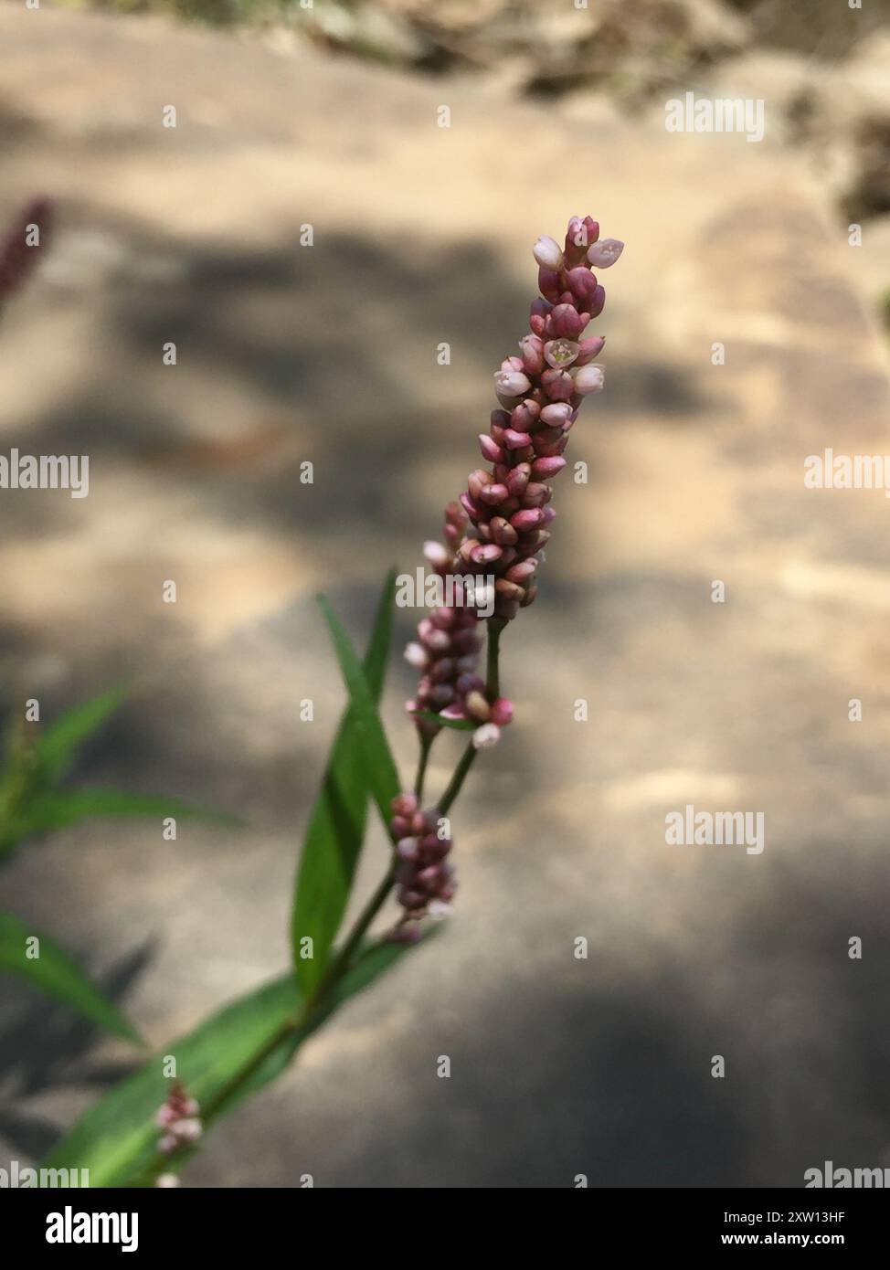 low smartweed (Persicaria longiseta) Plantae Stock Photo - Alamy