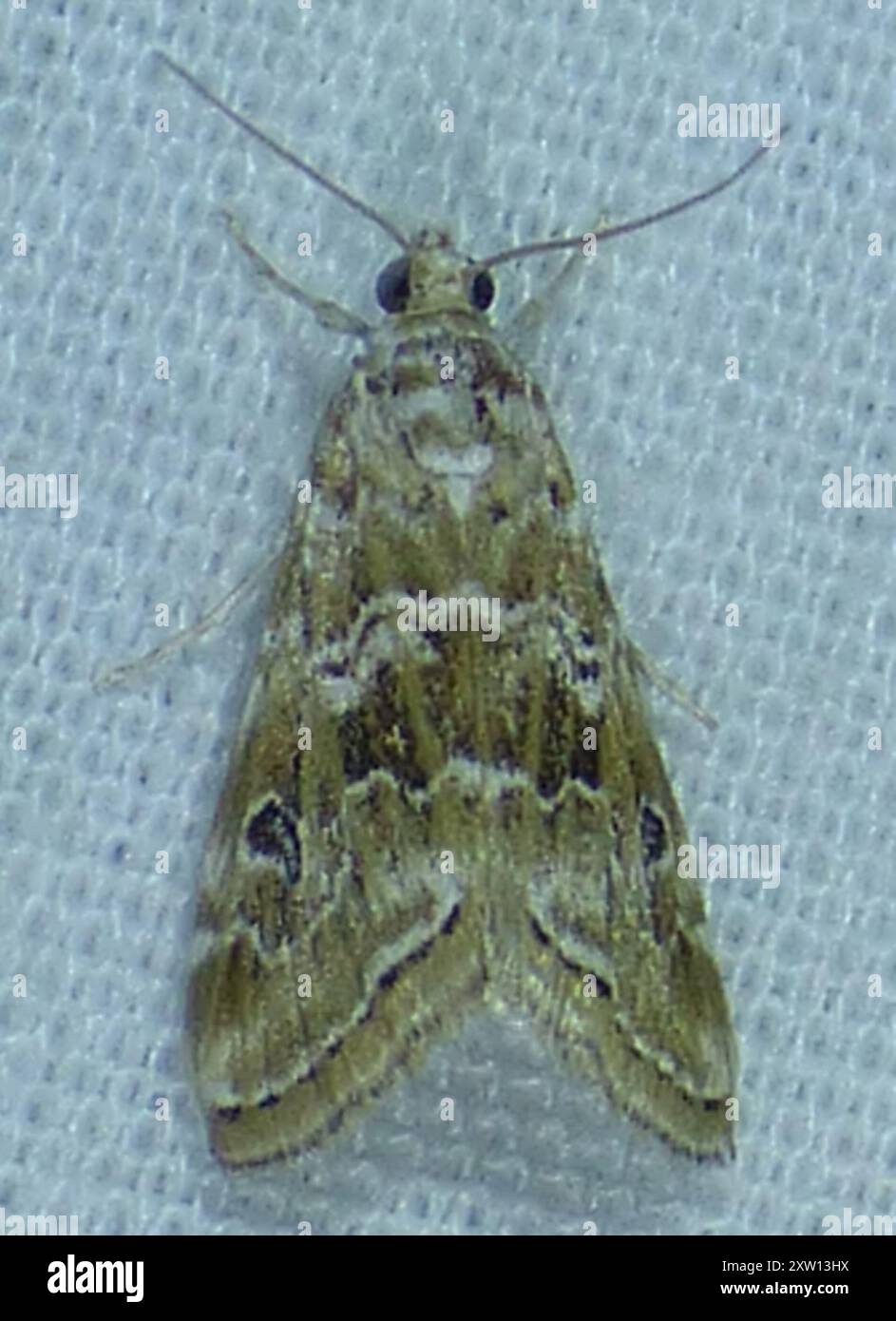 Cabbage Webworm Moth (Hellula rogatalis) Insecta Stock Photo - Alamy