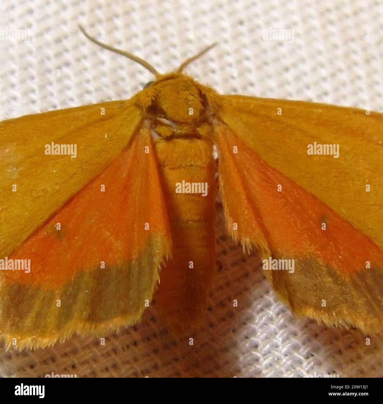 Orange Virbia Moth (Virbia aurantiaca) Insecta Stock Photo - Alamy