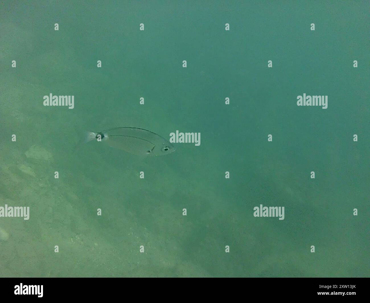 Saddled Seabream (Oblada melanurus) Actinopterygii Stock Photo - Alamy