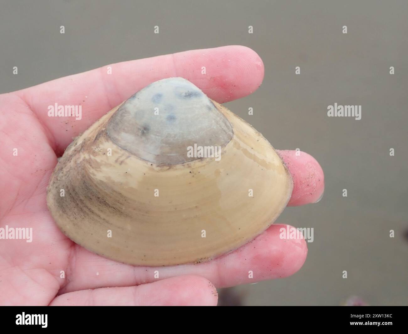 West Atlantic Surfclam (Spisula solidissima) Mollusca Stock Photo - Alamy