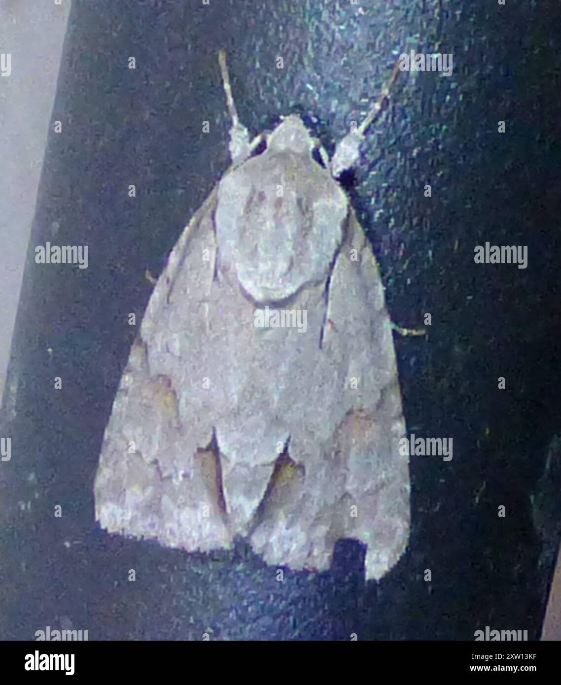 Ochre Dagger (Acronicta morula) Insecta Stock Photo - Alamy
