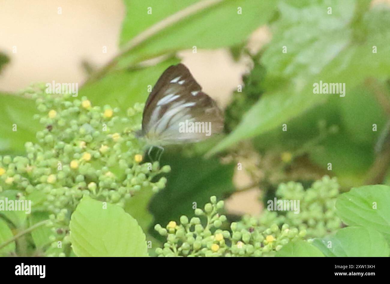 Chocolate Albatross (Appias lyncida) Insecta Stock Photo - Alamy