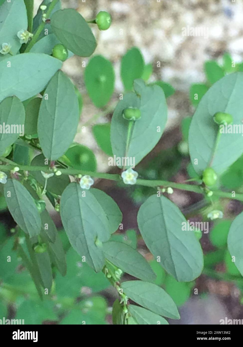Chamberbitter (Phyllanthus urinaria) Plantae Stock Photo - Alamy