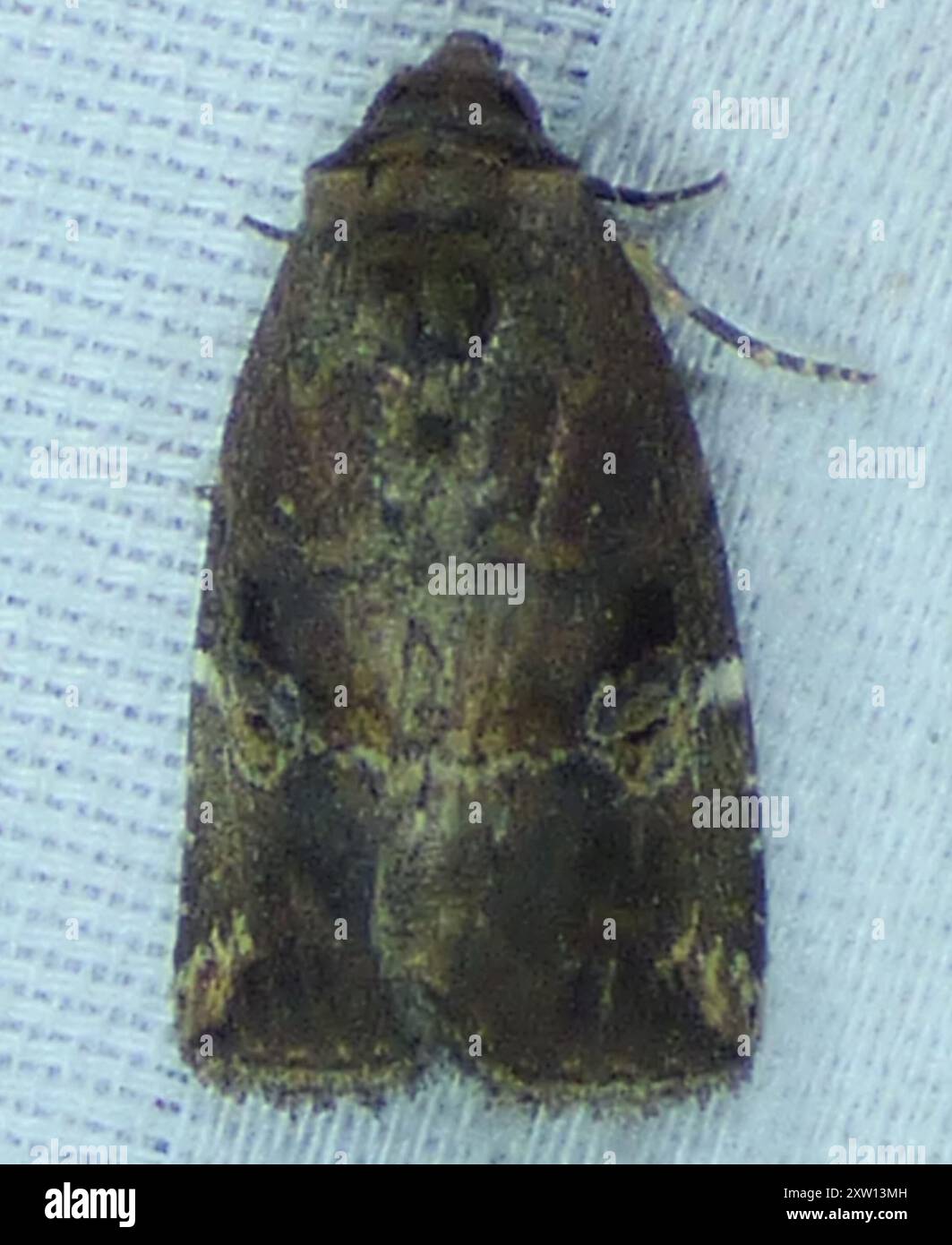 Variegated Midget (Elaphria versicolor) Insecta Stock Photo - Alamy