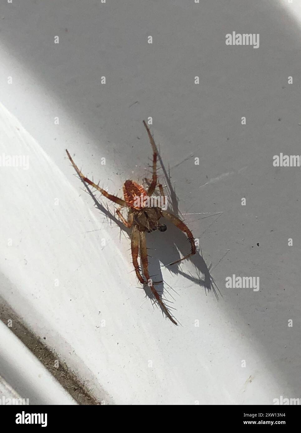 Arabesque Orbweaver (Neoscona arabesca) Arachnida Stock Photo - Alamy
