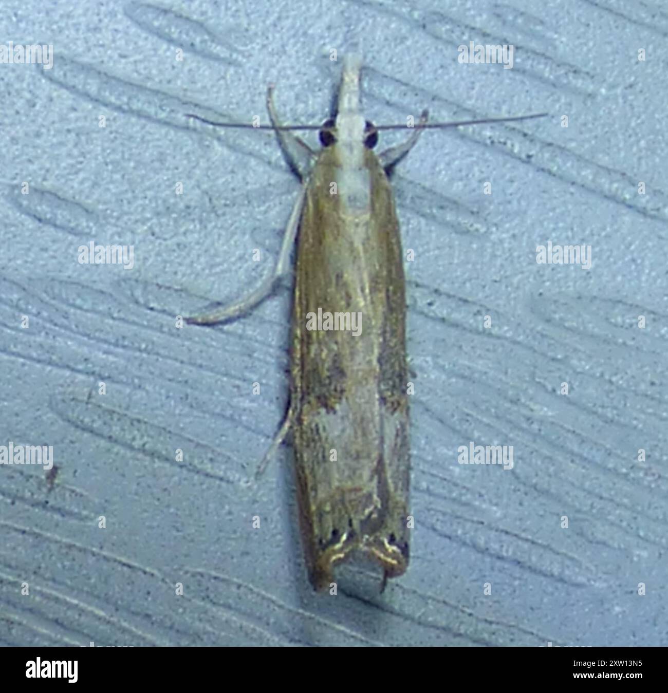 Bluegrass Webworm Moth (Parapediasia teterrellus) Insecta Stock Photo ...