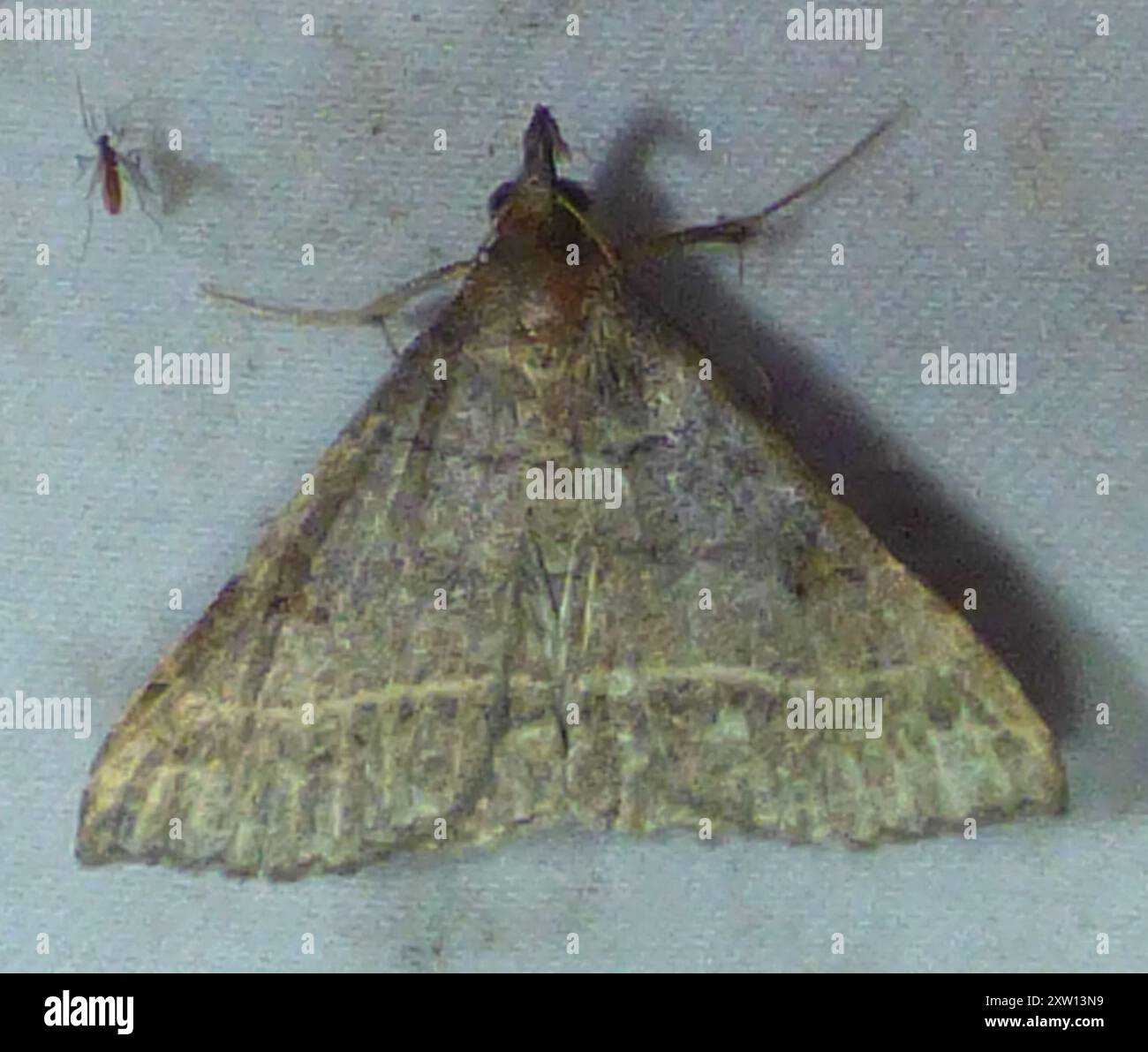 Yellow-spotted Renia Moth (Renia flavipunctalis) Insecta Stock Photo ...