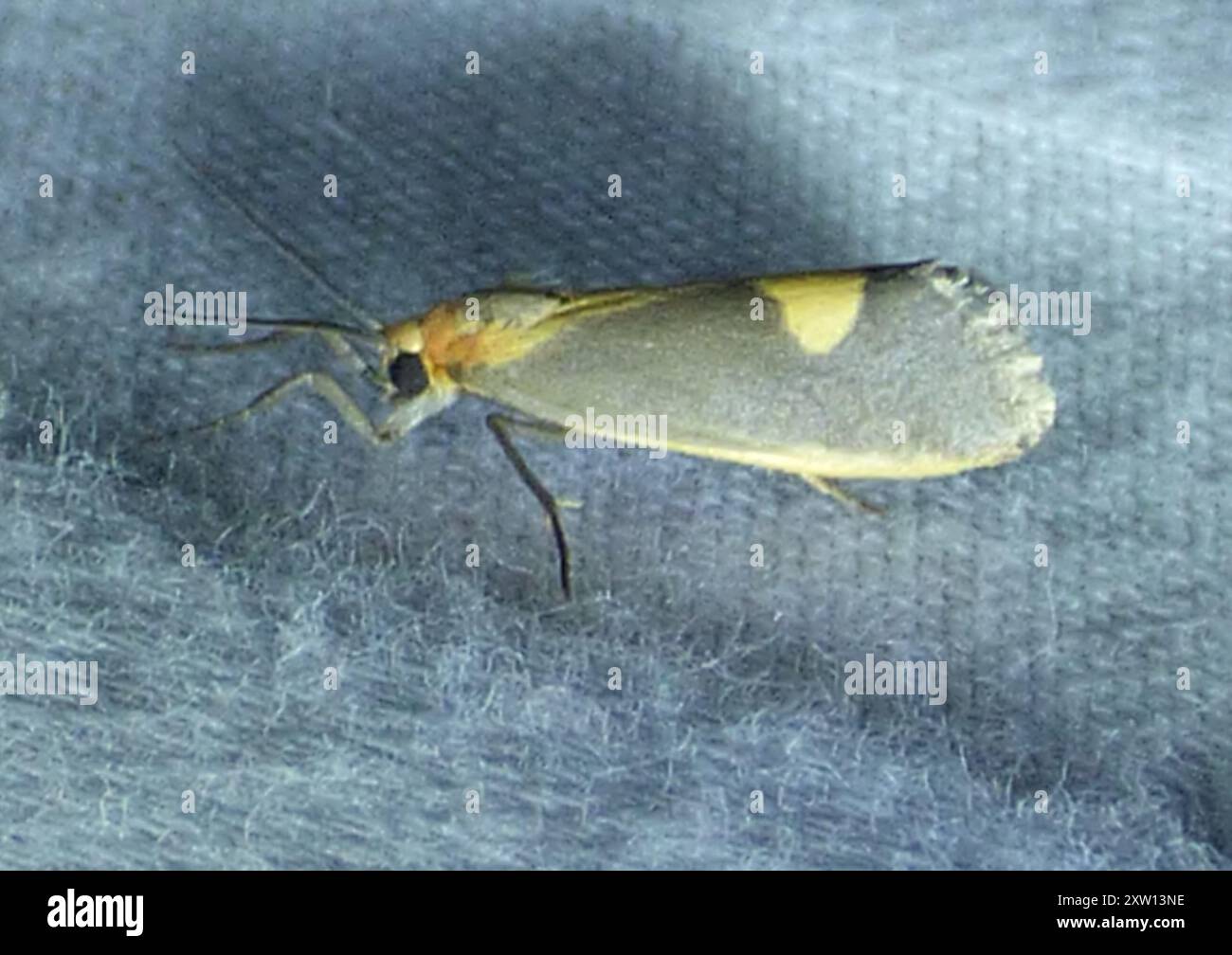 Lead-colored Lichen Moth (Cisthene plumbea) Insecta Stock Photo - Alamy