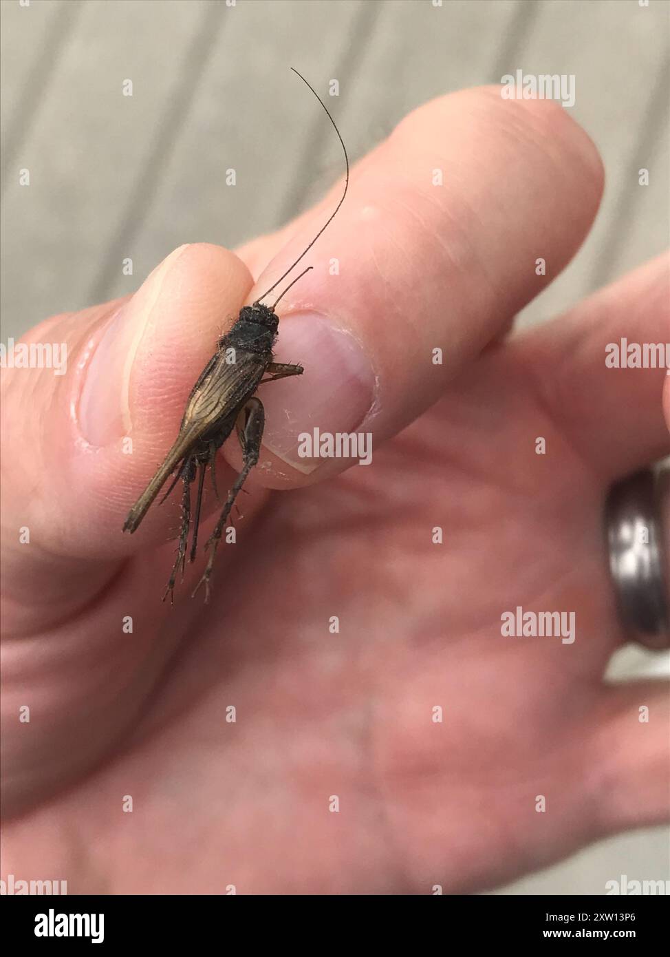 Robust Ground Crickets (Allonemobius) Insecta Stock Photo - Alamy