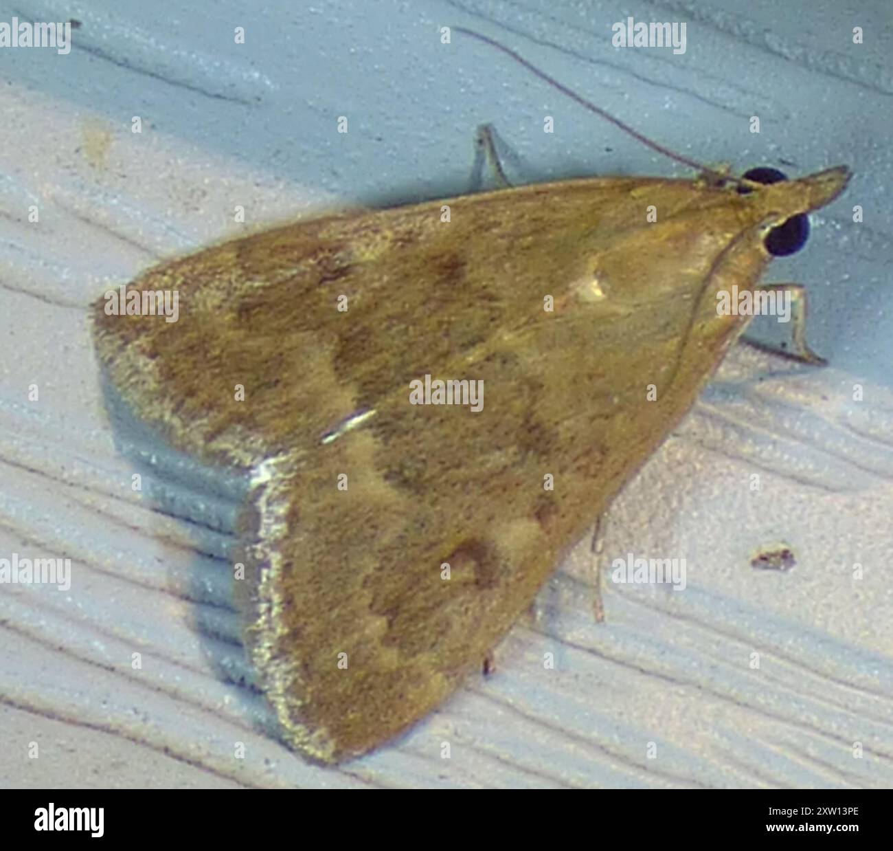 Garden Webworm Moth (Achyra rantalis) Insecta Stock Photo - Alamy