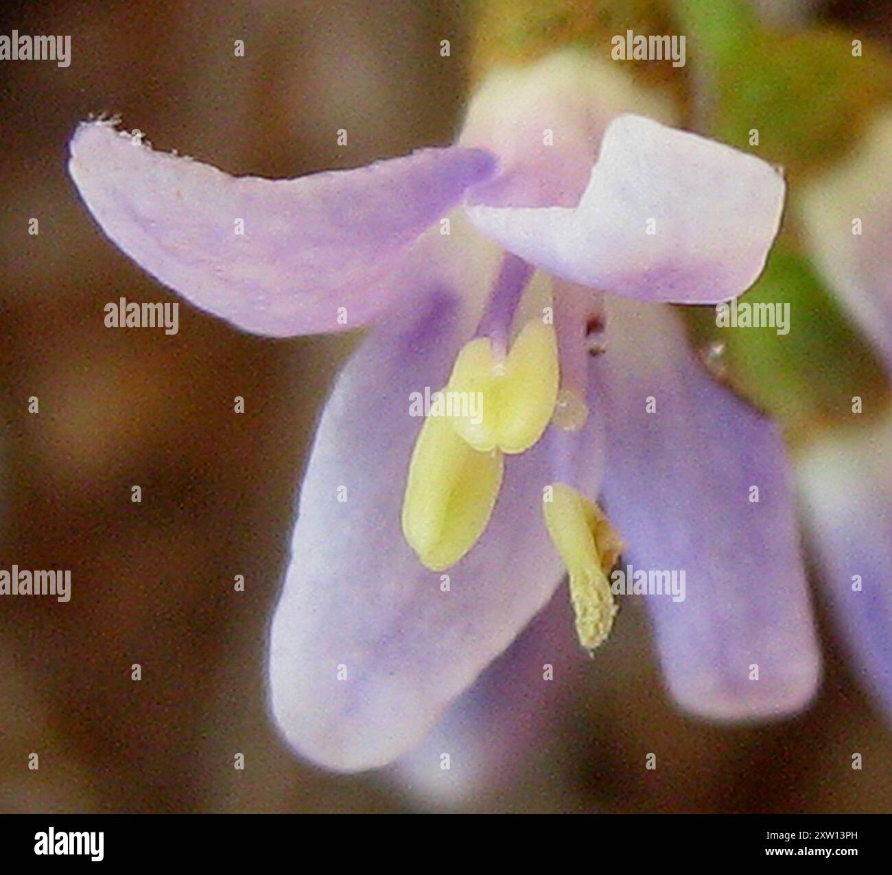 Puzzle Bush (Ehretia rigida) Plantae Stock Photo - Alamy