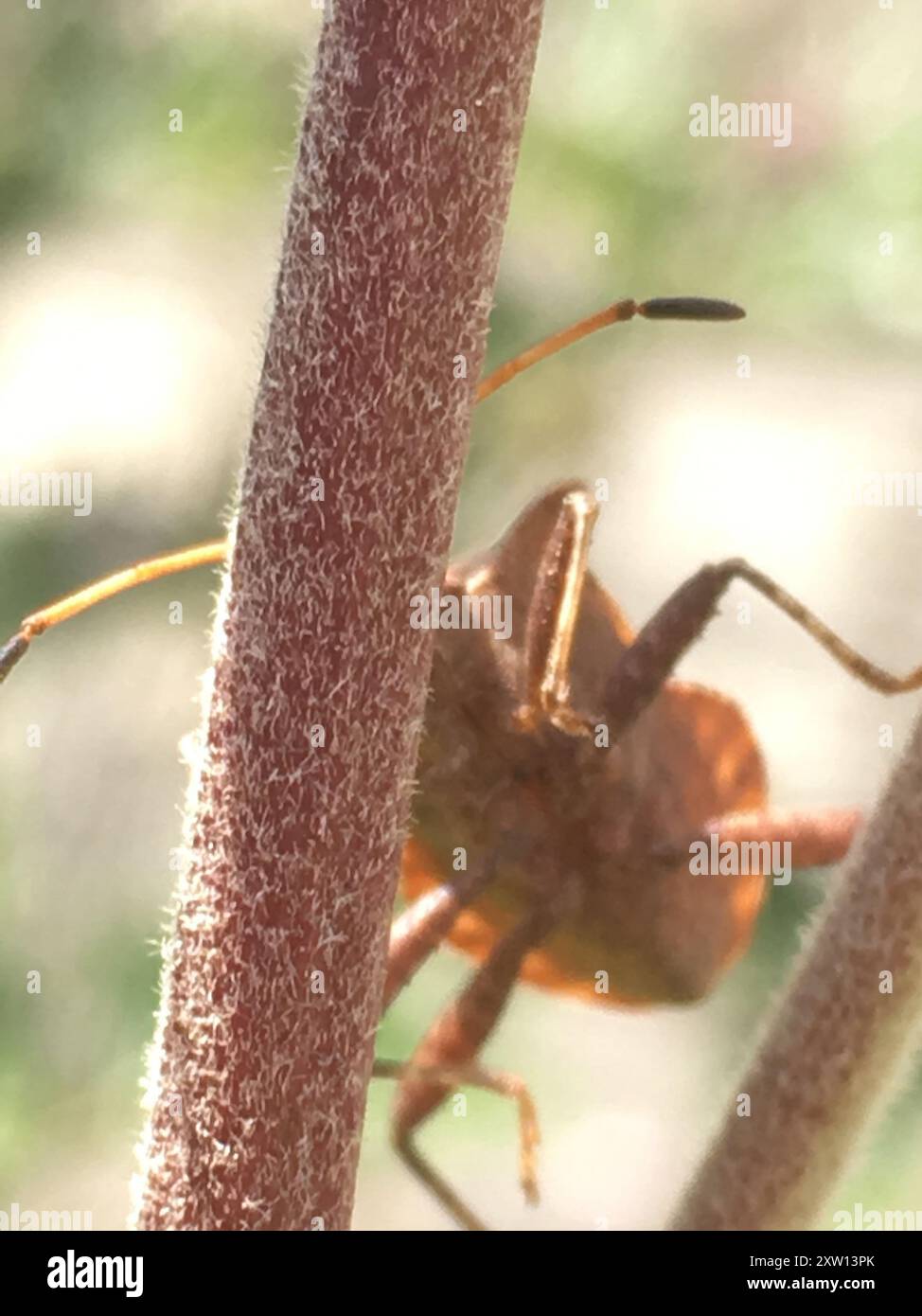 Dock Bug (Coreus marginatus) Insecta Stock Photo - Alamy