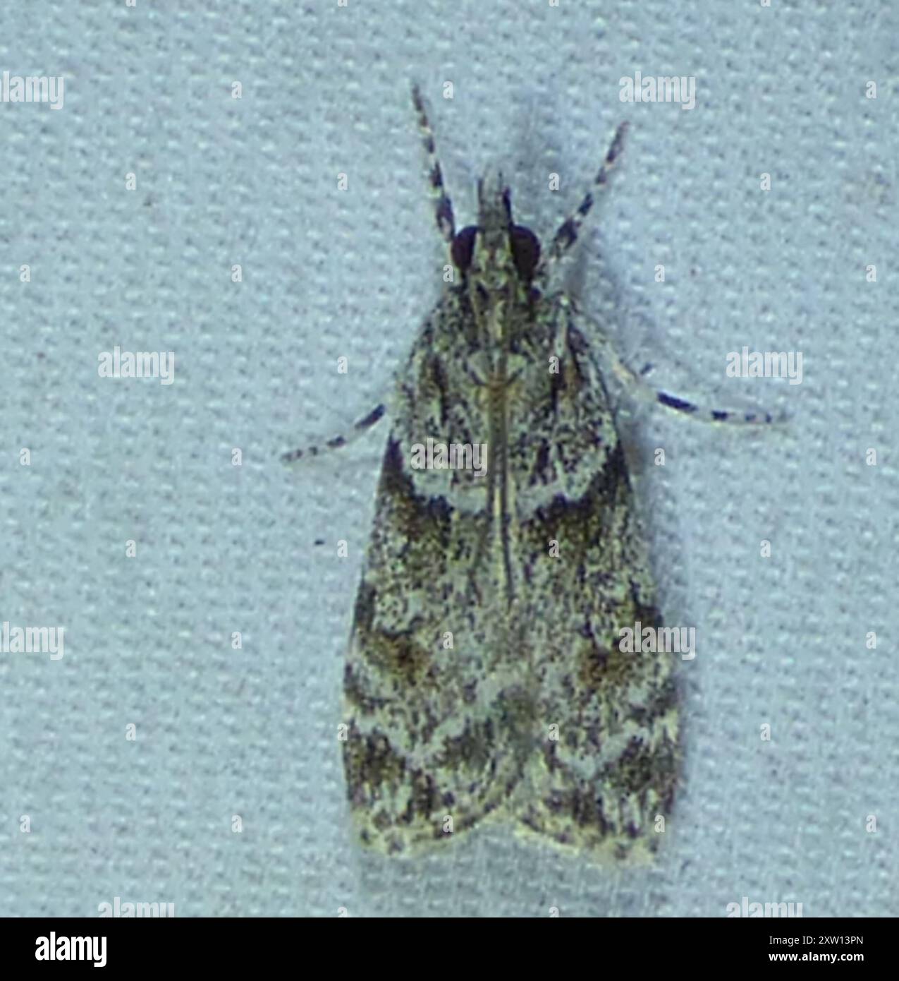 Double-striped Scoparia Moth (Scoparia biplagialis) Insecta Stock Photo ...