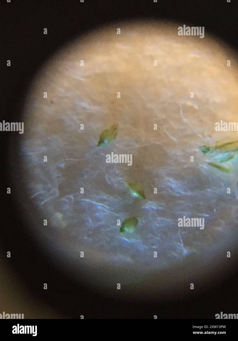 (Eleocharis microcarpa microcarpa) Plantae Stock Photo - Alamy