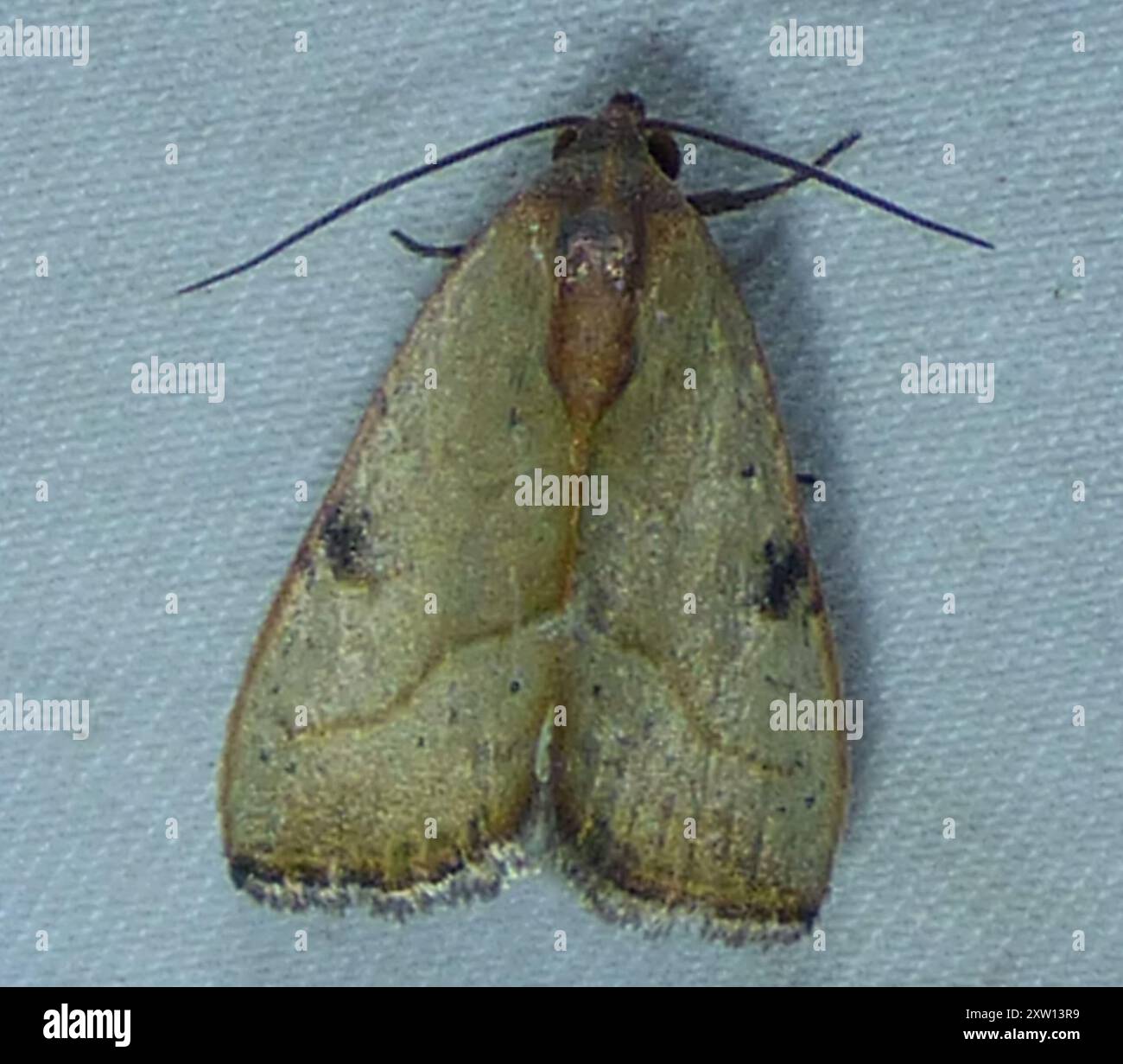 Wedgling Moth (Galgula partita) Insecta Stock Photo - Alamy