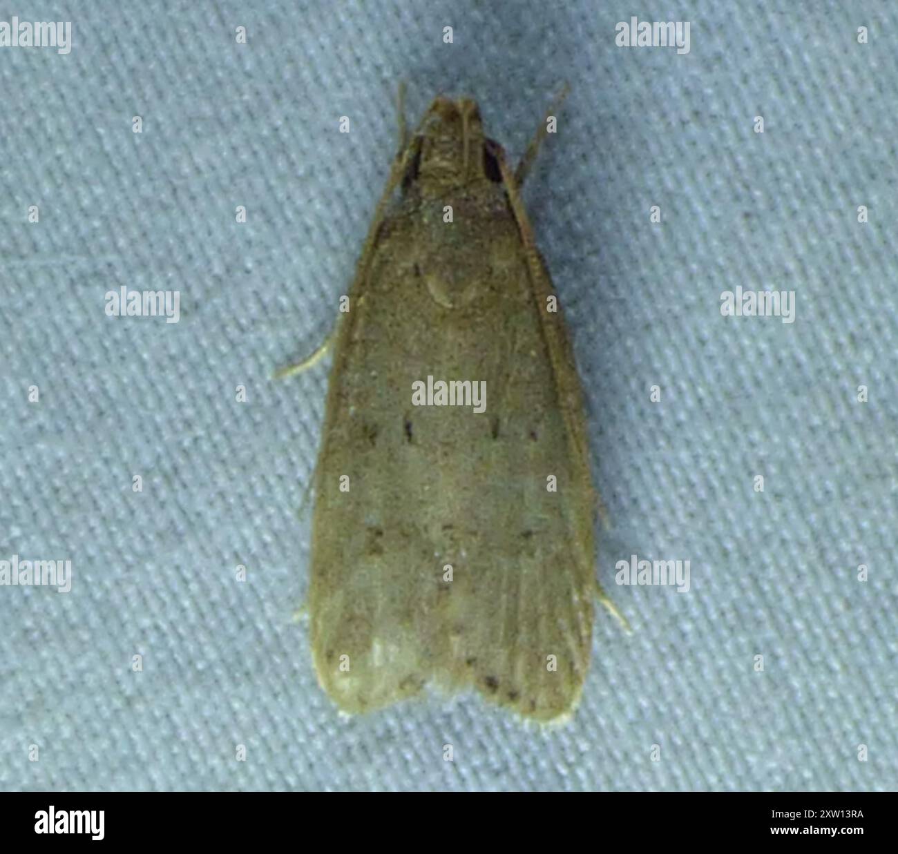 Curved-horn Moths (Gelechioidea) Insecta Stock Photo - Alamy