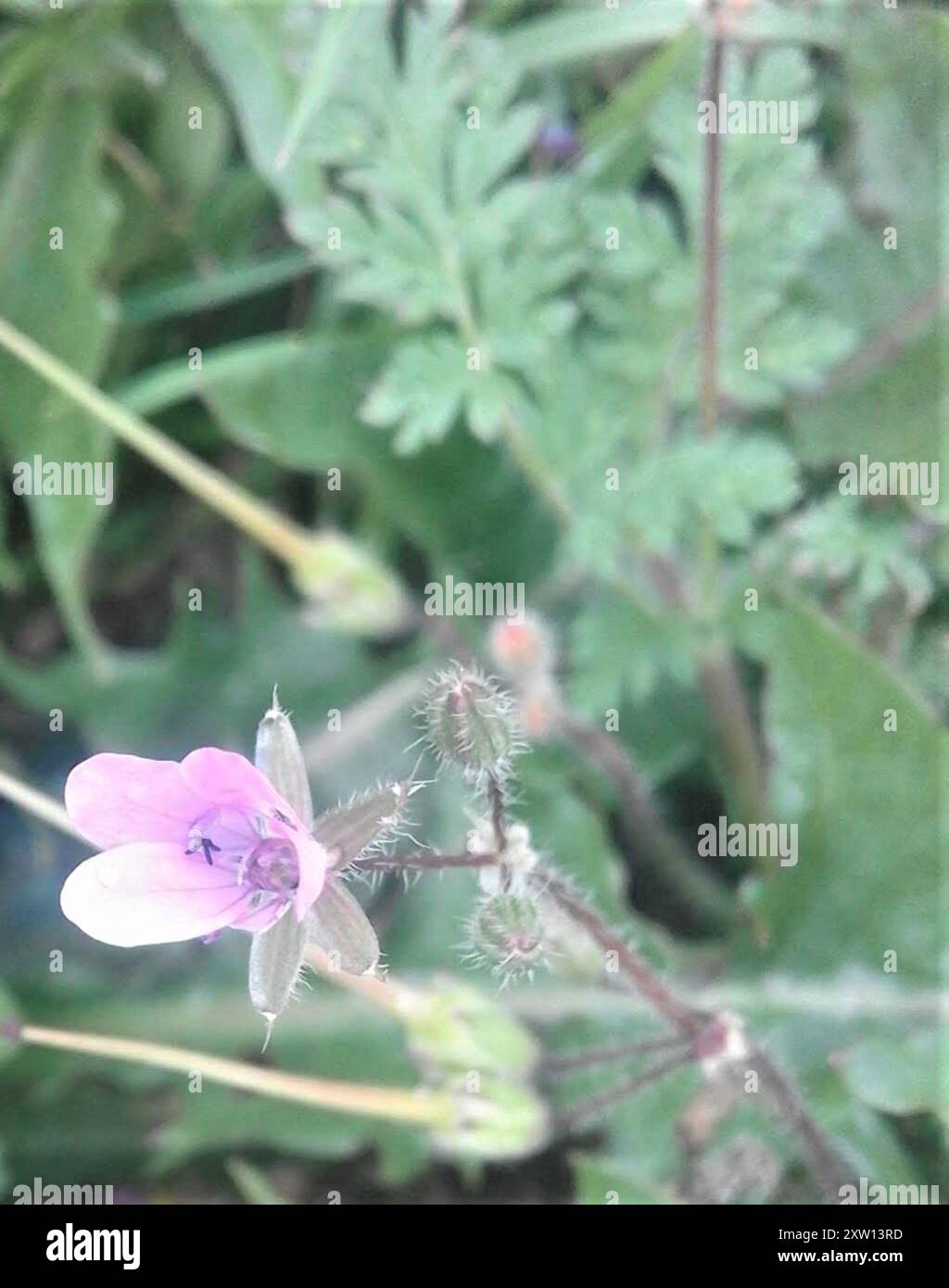 Redstem Stork's-bill (Erodium cicutarium) Plantae Stock Photo - Alamy