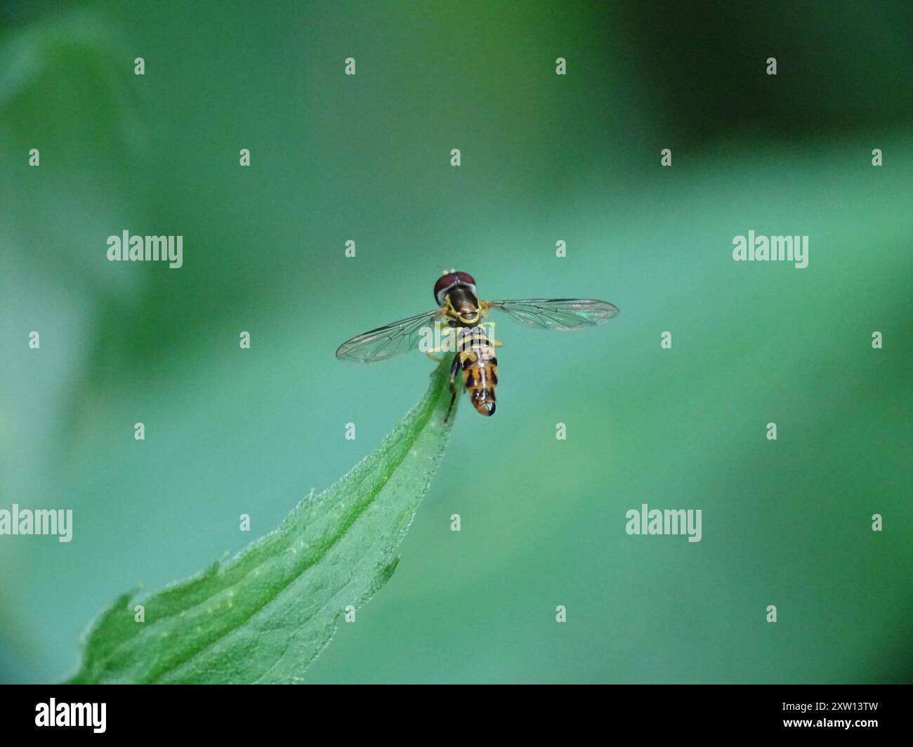 Eastern Calligrapher (Toxomerus geminatus) Insecta Stock Photo - Alamy