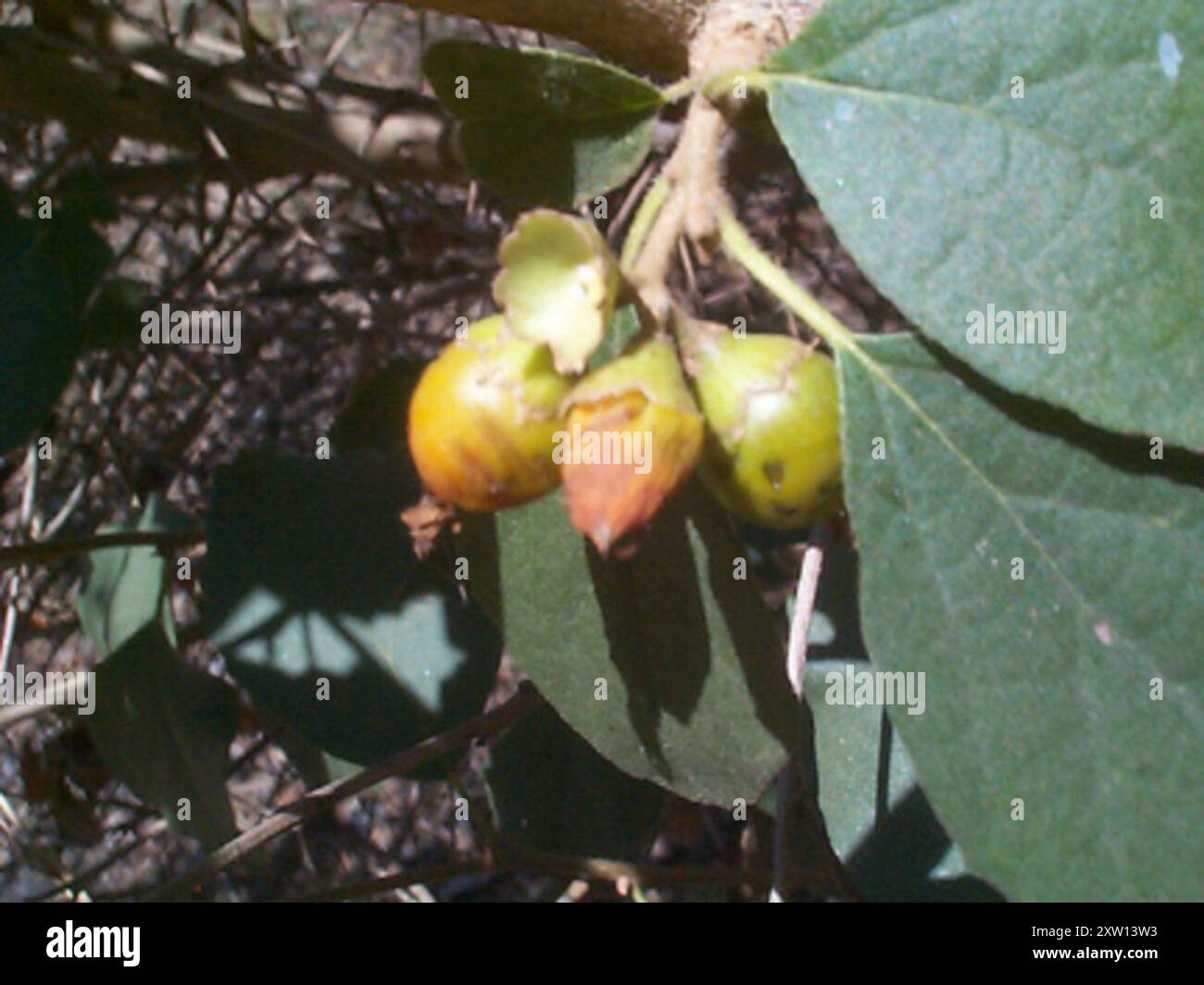Sandpaper Saucerberry (Cordia monoica) Plantae Stock Photo - Alamy