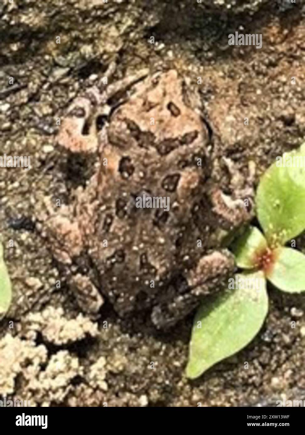 Fowler's Toad (Anaxyrus fowleri) Amphibia Stock Photo - Alamy