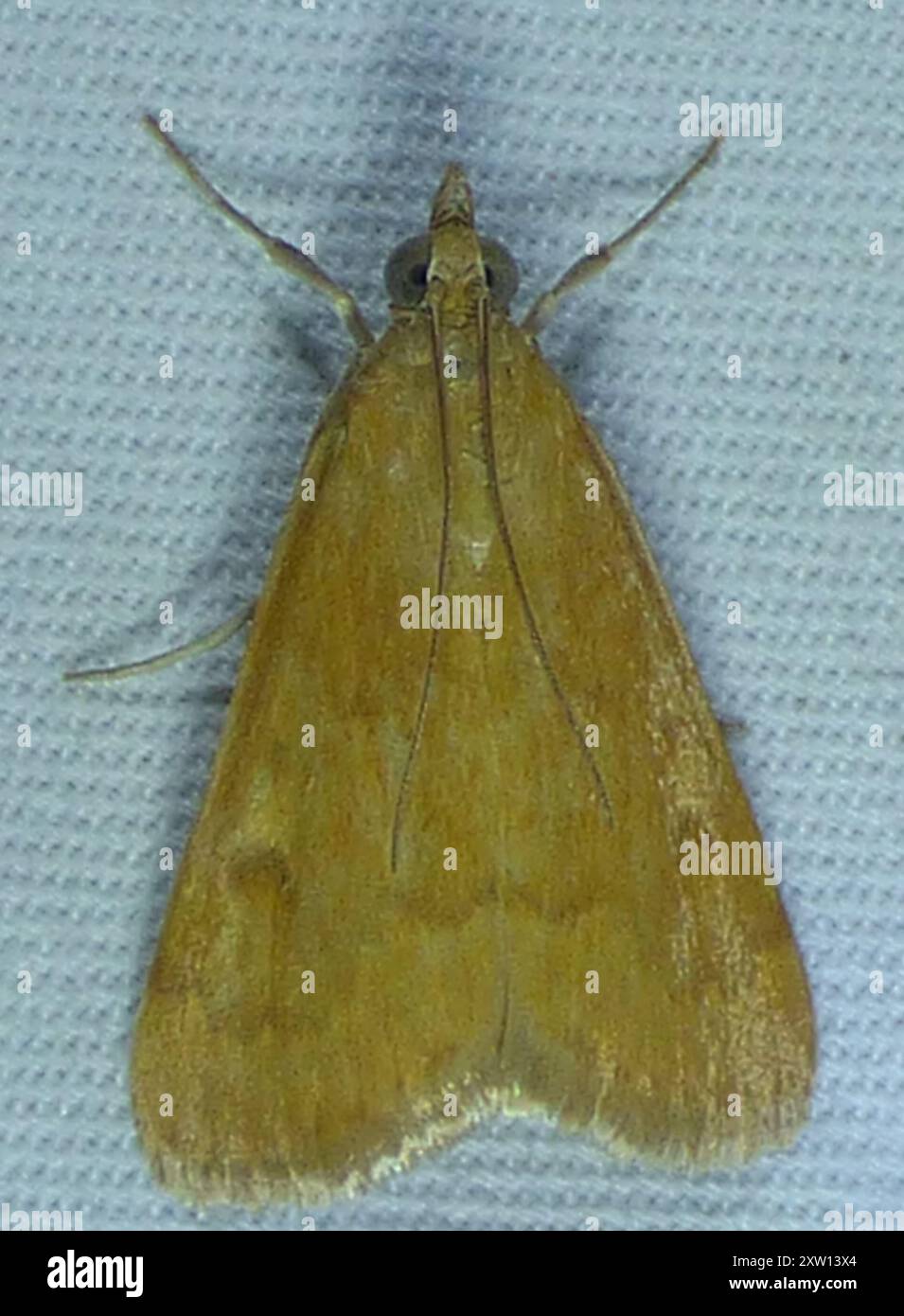 Garden Webworm Moth (Achyra rantalis) Insecta Stock Photo - Alamy