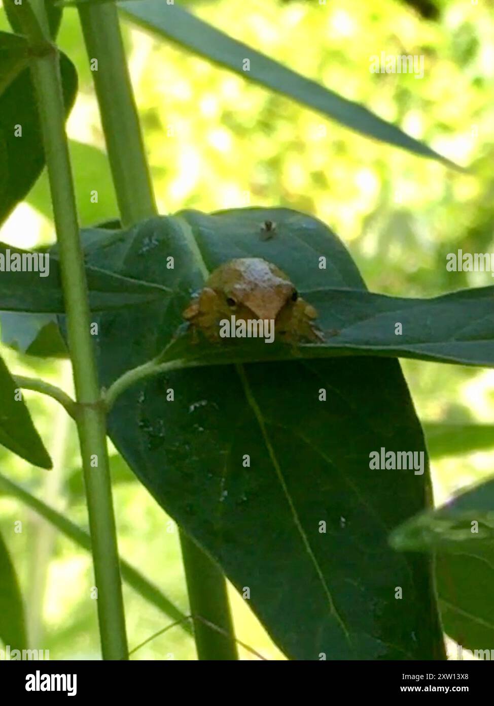 Spring Peeper (Pseudacris crucifer) Amphibia Stock Photo - Alamy