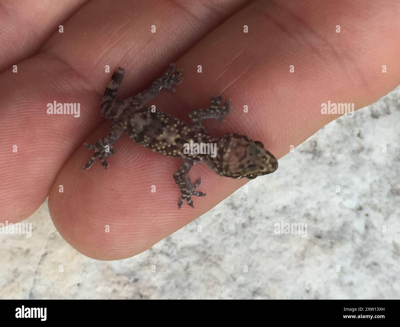 Mediterranean House Gecko (Hemidactylus turcicus) Reptilia Stock Photo ...