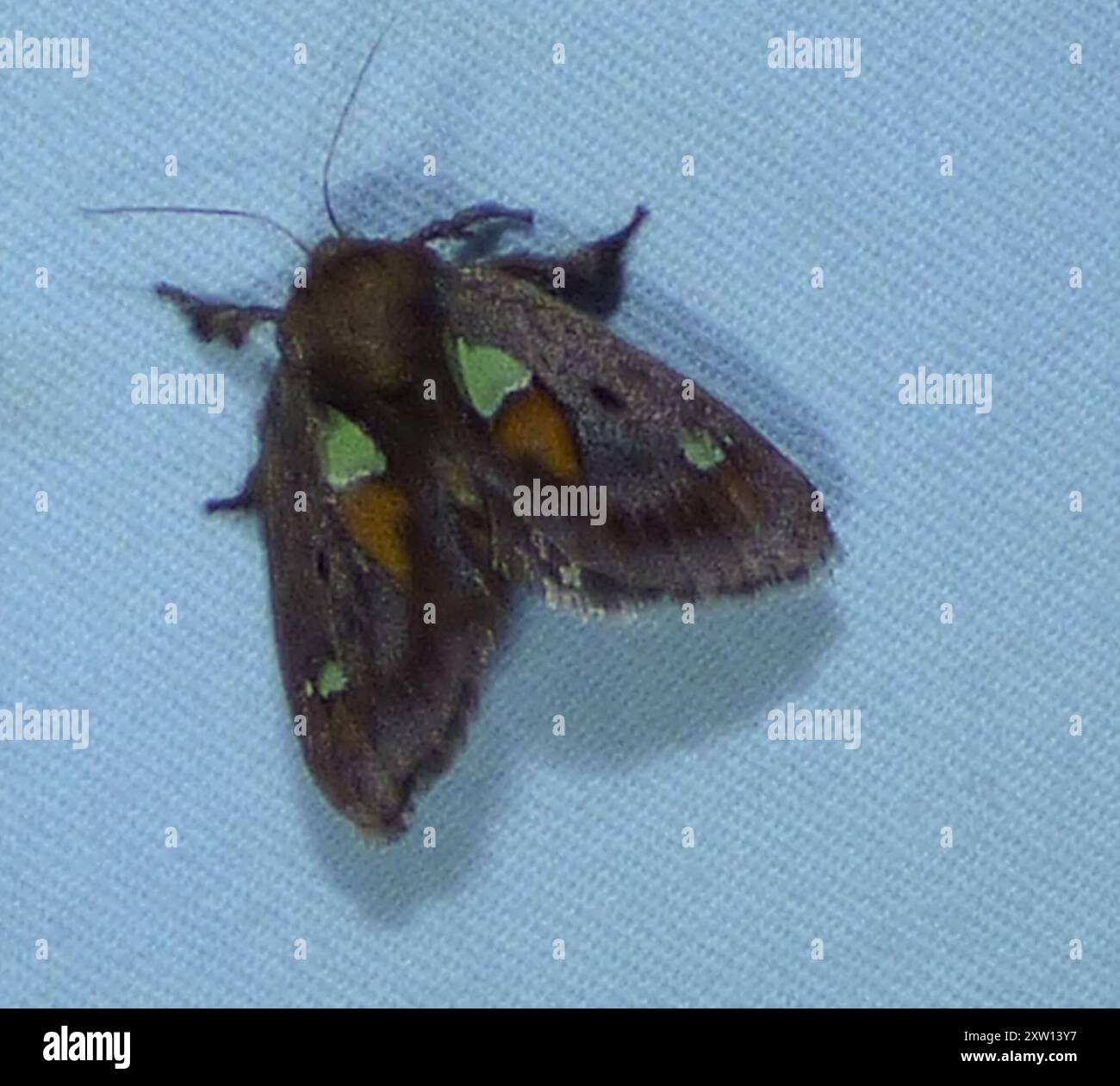 Spiny Oak-slug Moth (Euclea delphinii) Insecta Stock Photo - Alamy