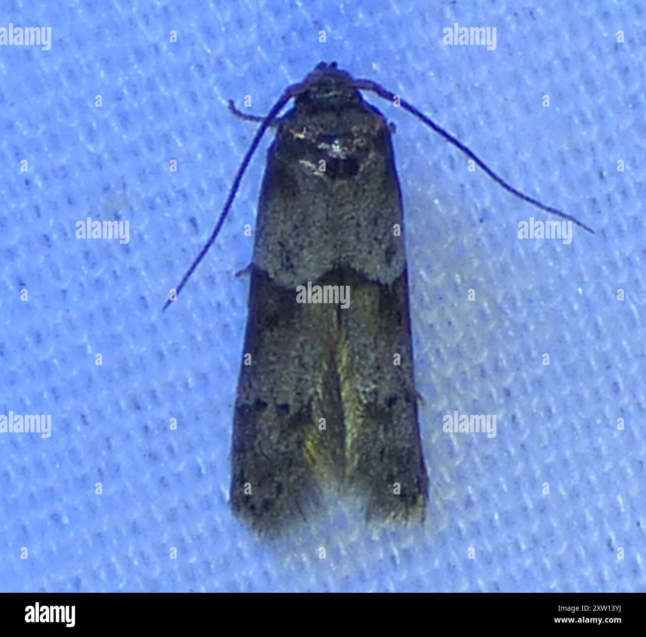 Acorn Moth (Blastobasis glandulella) Insecta Stock Photo - Alamy