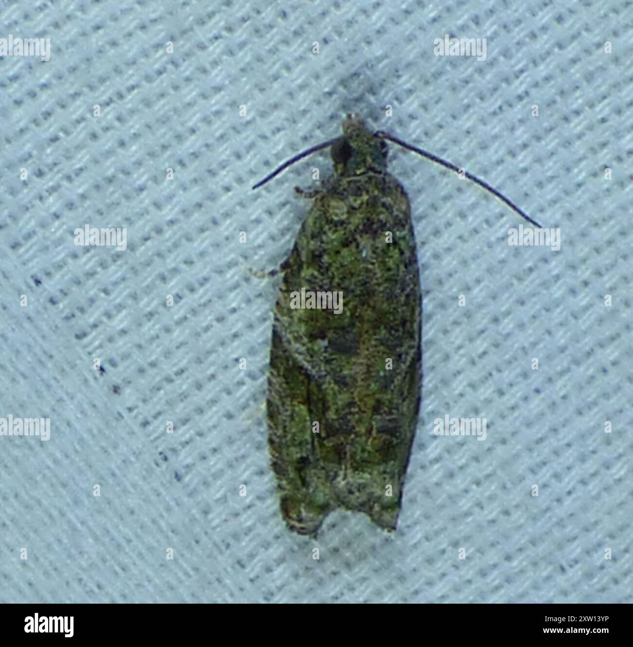 Maple Twig Borer Moth (Proteoteras aesculana) Insecta Stock Photo - Alamy