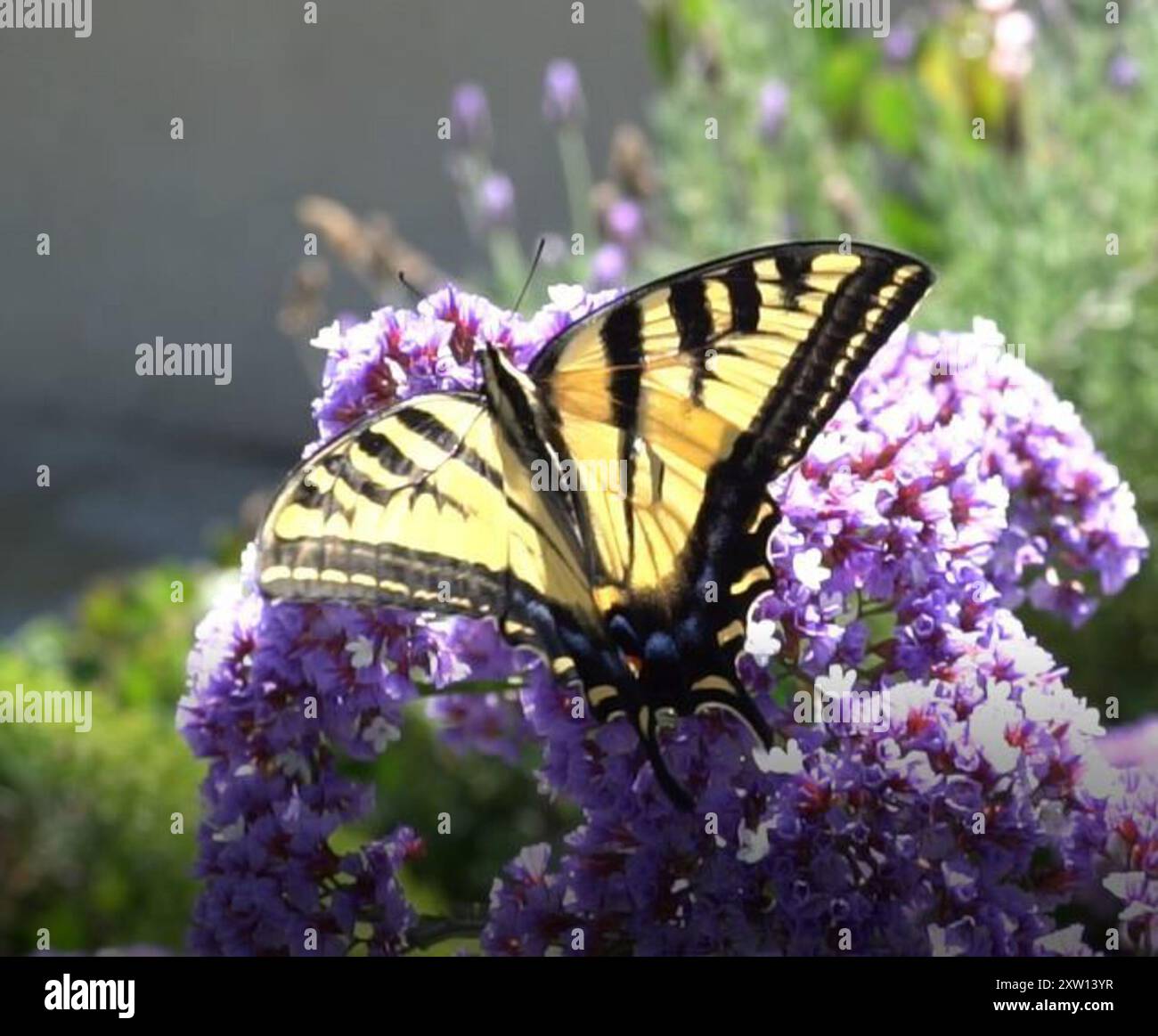 Western Tiger Swallowtail (Papilio rutulus) Insecta Stock Photo - Alamy
