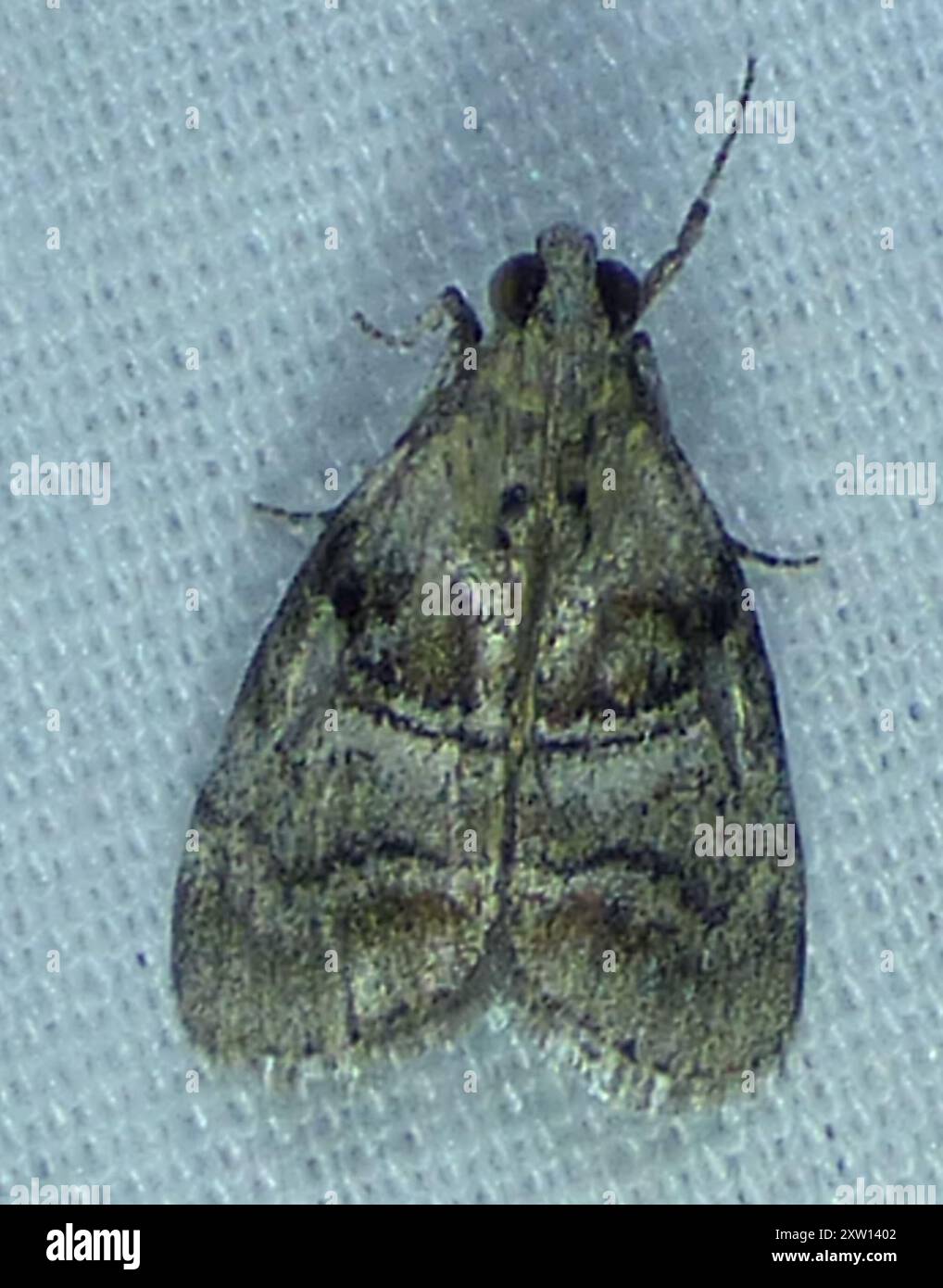 Maple Webworm Moth (Pococera asperatella) Insecta Stock Photo - Alamy