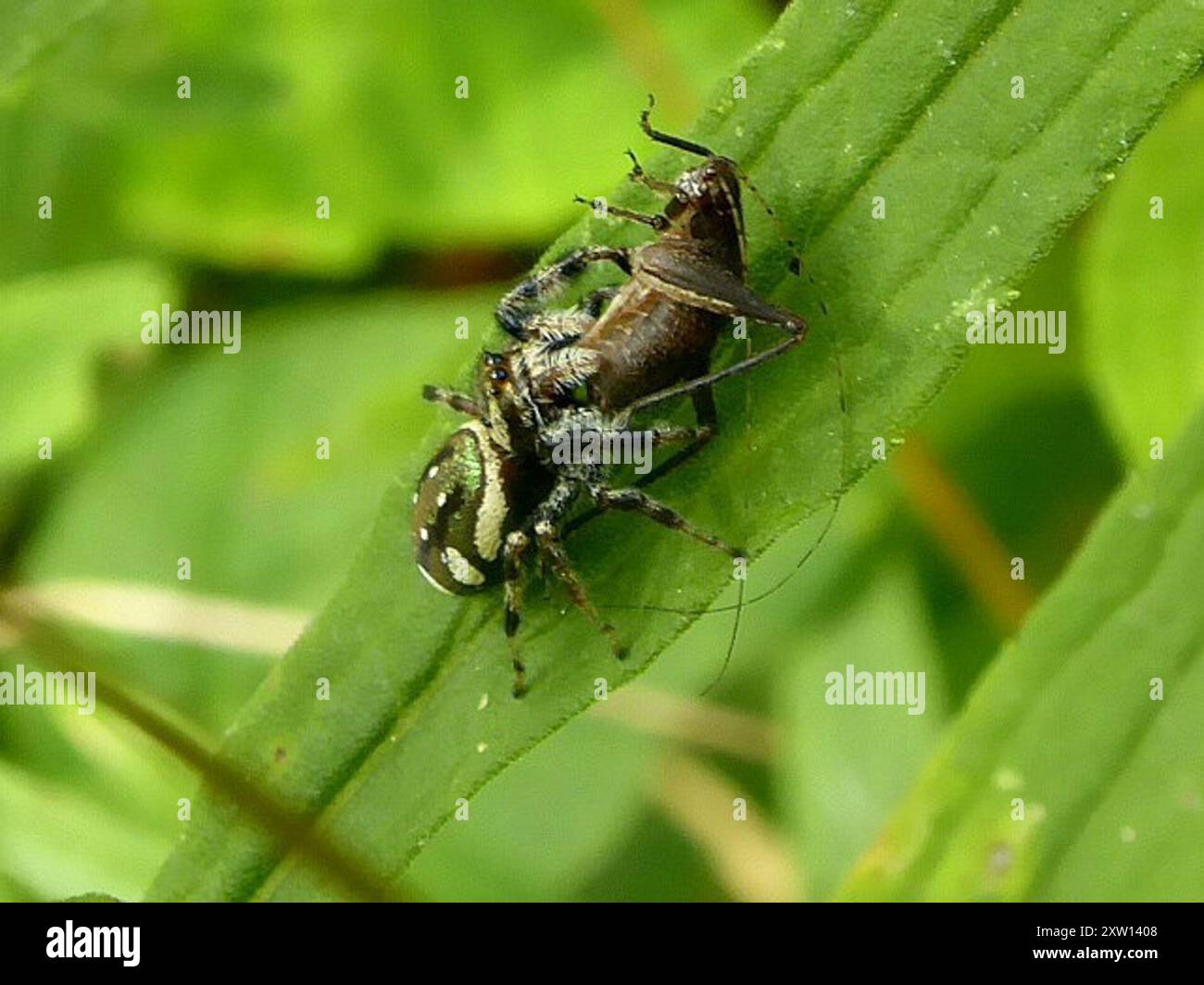 Golden Jumping Spider (Paraphidippus aurantius) Arachnida Stock Photo ...