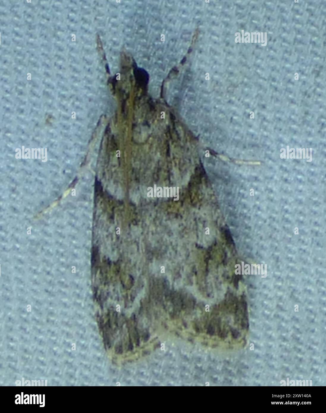 Double-striped Scoparia Moth (Scoparia biplagialis) Insecta Stock Photo ...