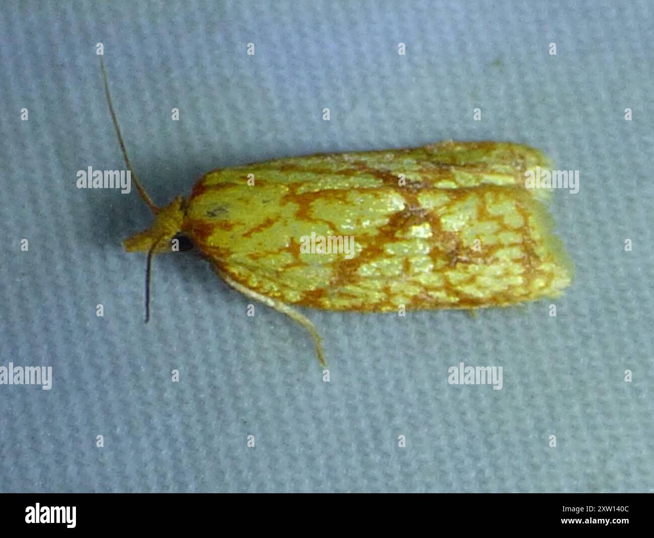 Sparganothis Fruitworm Moth (Sparganothis sulfureana) Insecta Stock ...