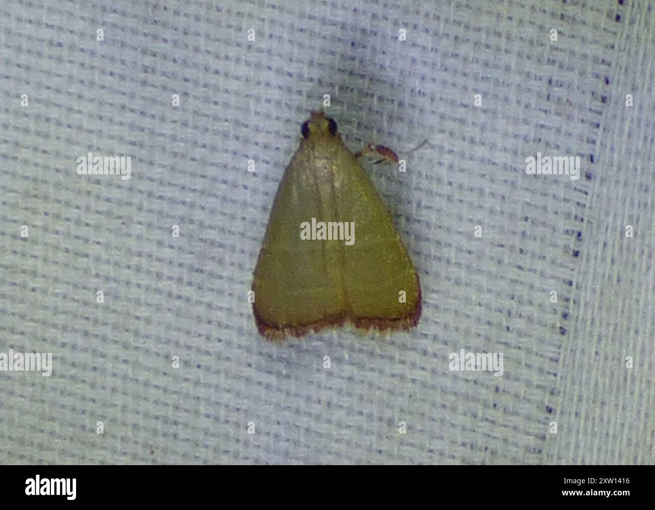 Olive Arta Moth (Arta olivalis) Insecta Stock Photo - Alamy